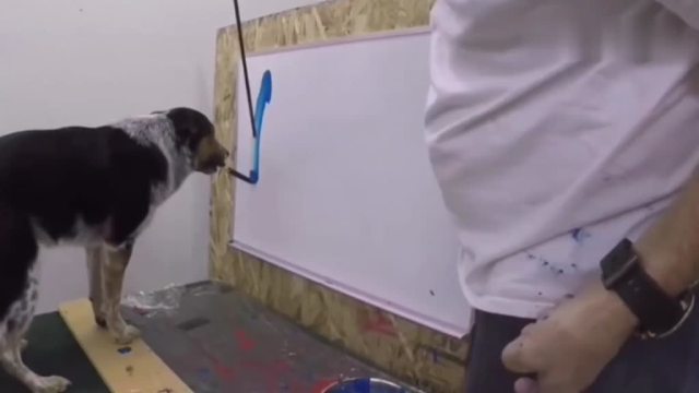 聪明的狗子,叼着笔写出自己的英文名字