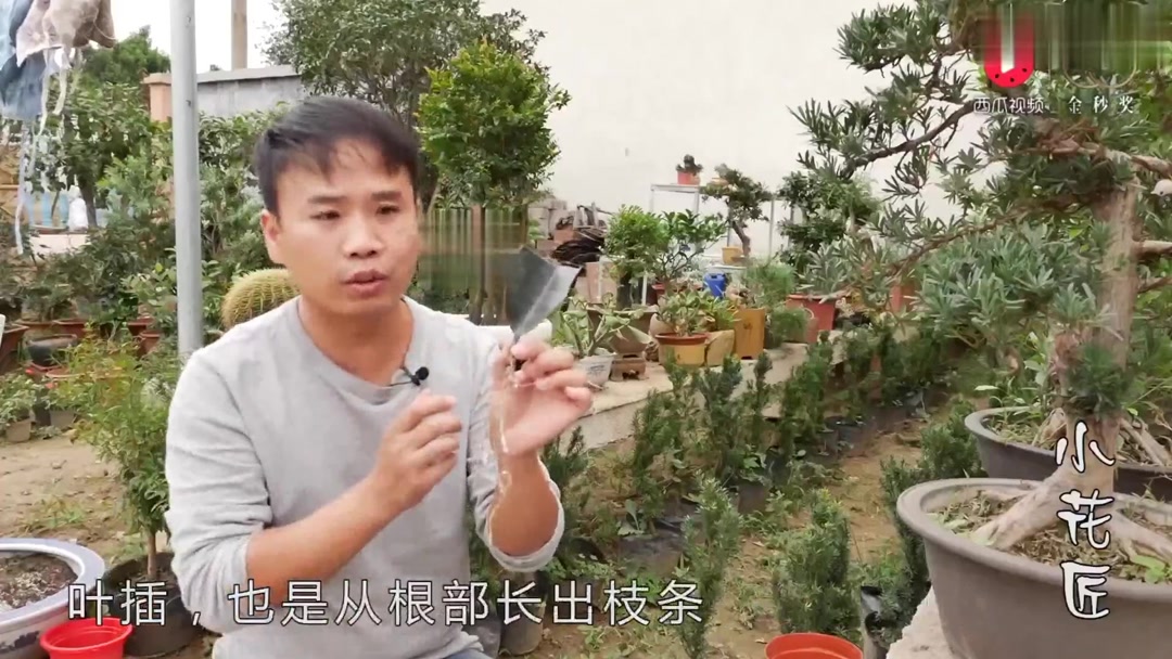 只要一片叶子,橡皮树就能扦插成活,生根超快