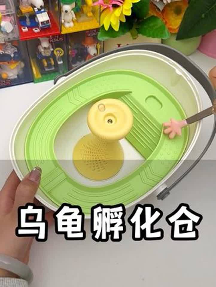 和孩子一起孵化小乌龟吧,培养孩子的责任心,感受自然的神奇#小乌龟 #...