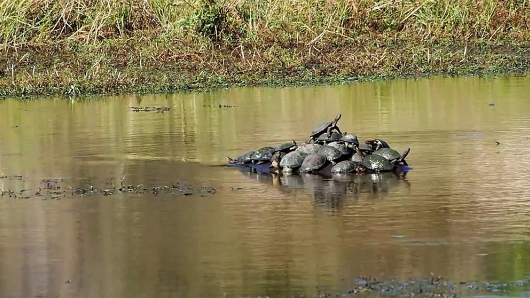 女子外出碰见一群乌龟晒太阳,拿出手机拍照,看清后扔掉手机就跑