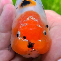 文艺北漂的养鱼生活 