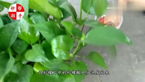 泡完水的柠檬片竟有这个厉害用途,后悔白白丢掉那么多,真实用