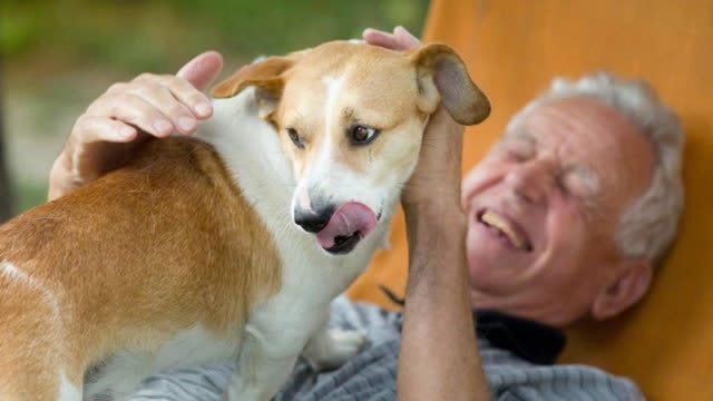 狗狗总是舔你的手脚,是给你传递这几点信息,现在知道还不迟