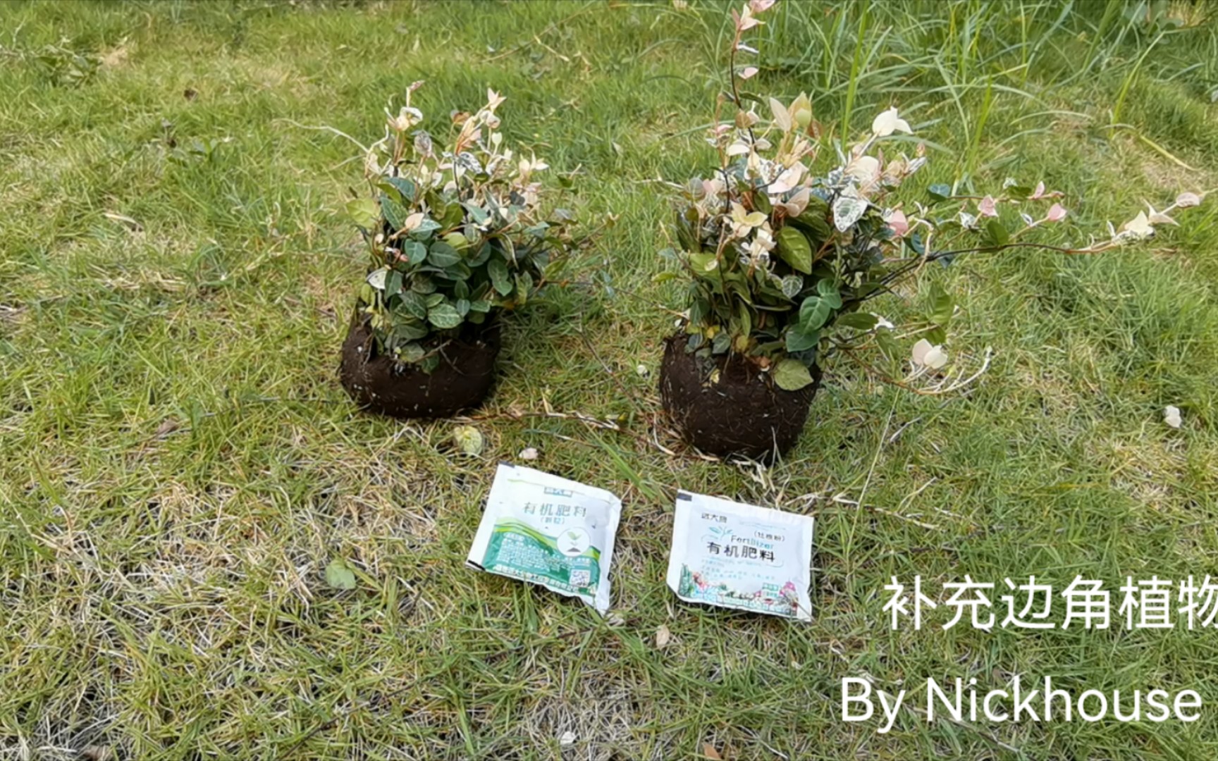 2022年最后补种绿篱