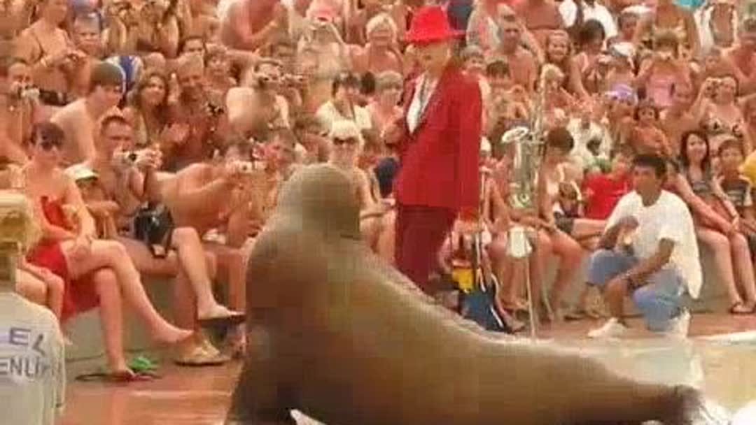 海象喜欢听迈克尔杰克逊的歌,还会跳舞,厉害啦