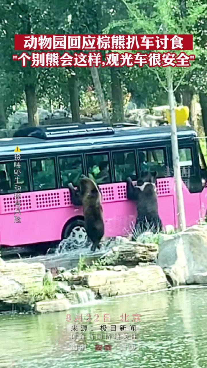 北京野生动物园回应熊扒车:个别熊因求食物扒车,观光车很安全