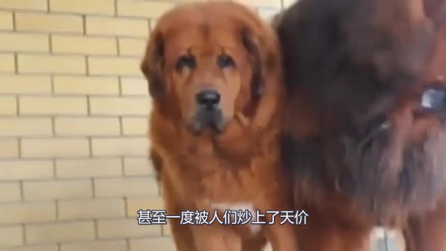 中国最强的猎犬,成年时竟赢过藏獒,这身价真是令人羡慕!
