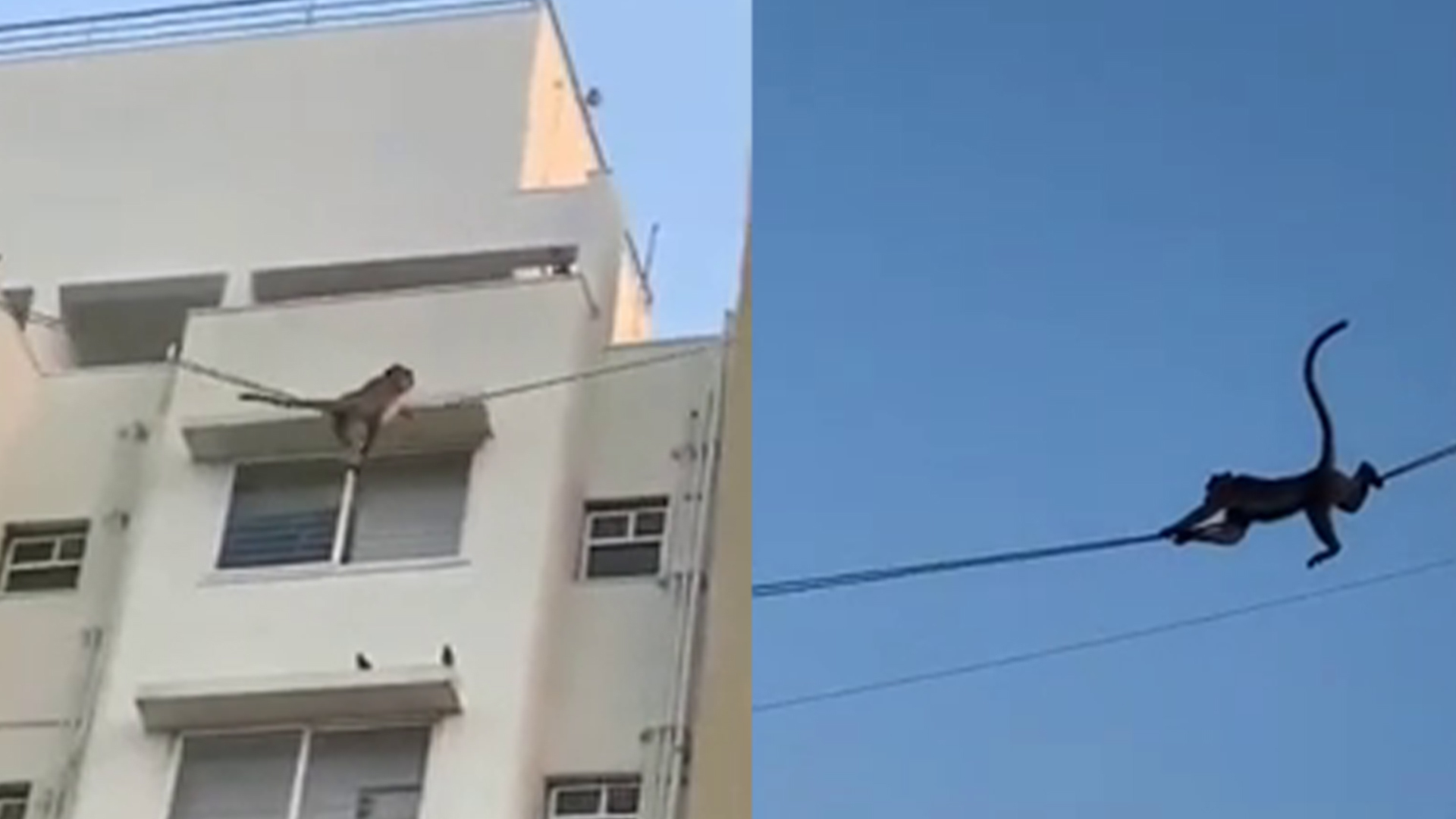 看呆了!印度猴子骑电线滑行,穿梭在建筑物之间