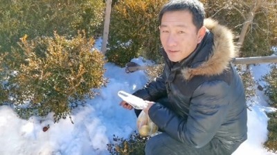 东北大哥自己做冻梨,把梨埋在雪里冻了两宿,拿出来一看想哭了