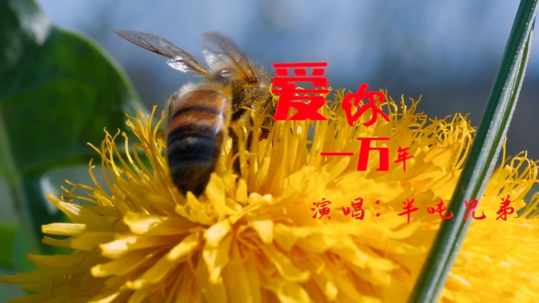 怀旧经典《爱你一万年》烟嗓版,歌词感人肺腑