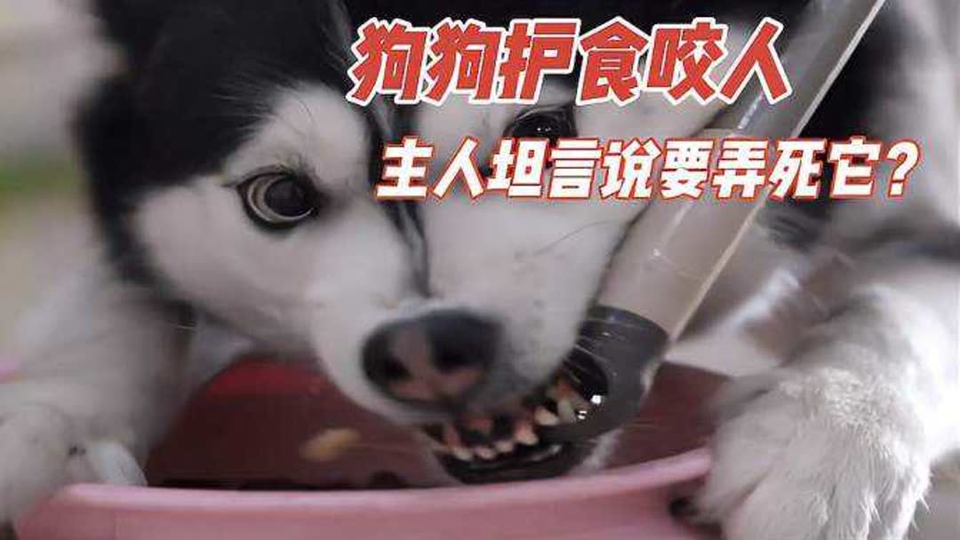 狗狗护食咬人,主人坦言说教不好就弄死它?你们觉得它还有救吗?