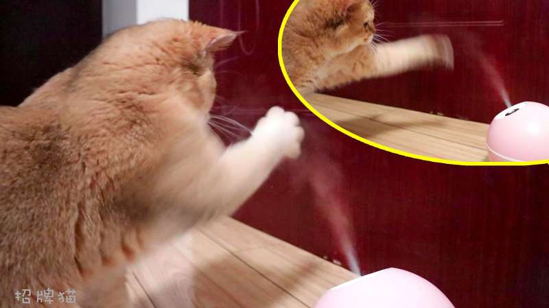 第一次见到加湿器的猫懵了,这是什么东西我怎么抓不到