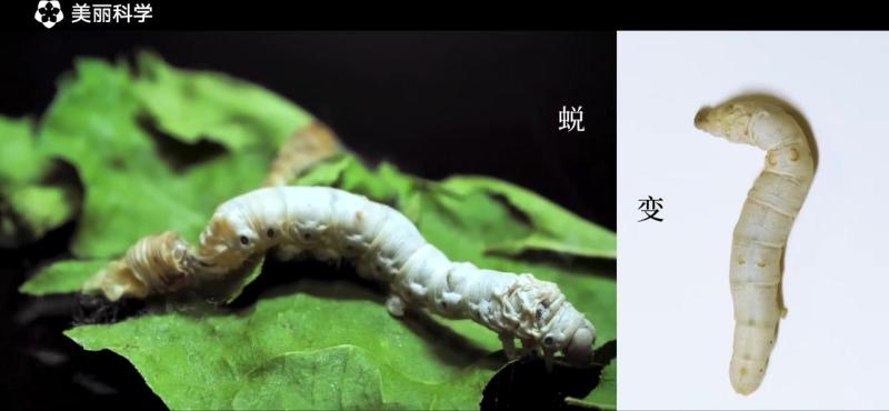 历时3个月,我们拍到了蚕完全变态发育的全过程