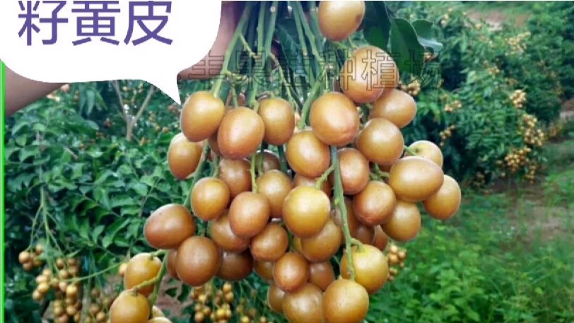 新无核红皮黄皮矮化果树苗嫁接苗盆栽地栽南北耐寒果树四季可种植