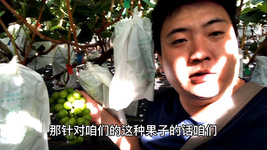 云南宾川的阳光玫瑰葡萄口感和品质都是一级棒,就是价格不太亲民