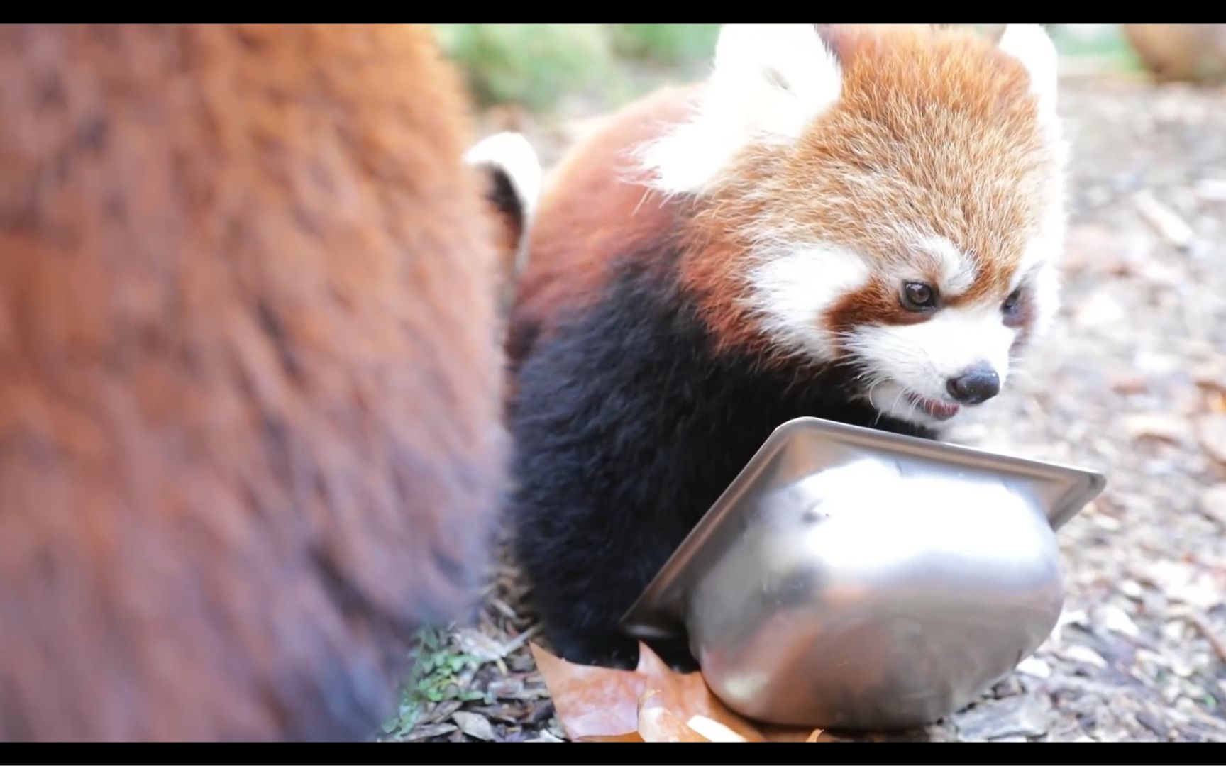 【小熊猫】超近距离吃播 这是什么人间美味 吃得太香啦