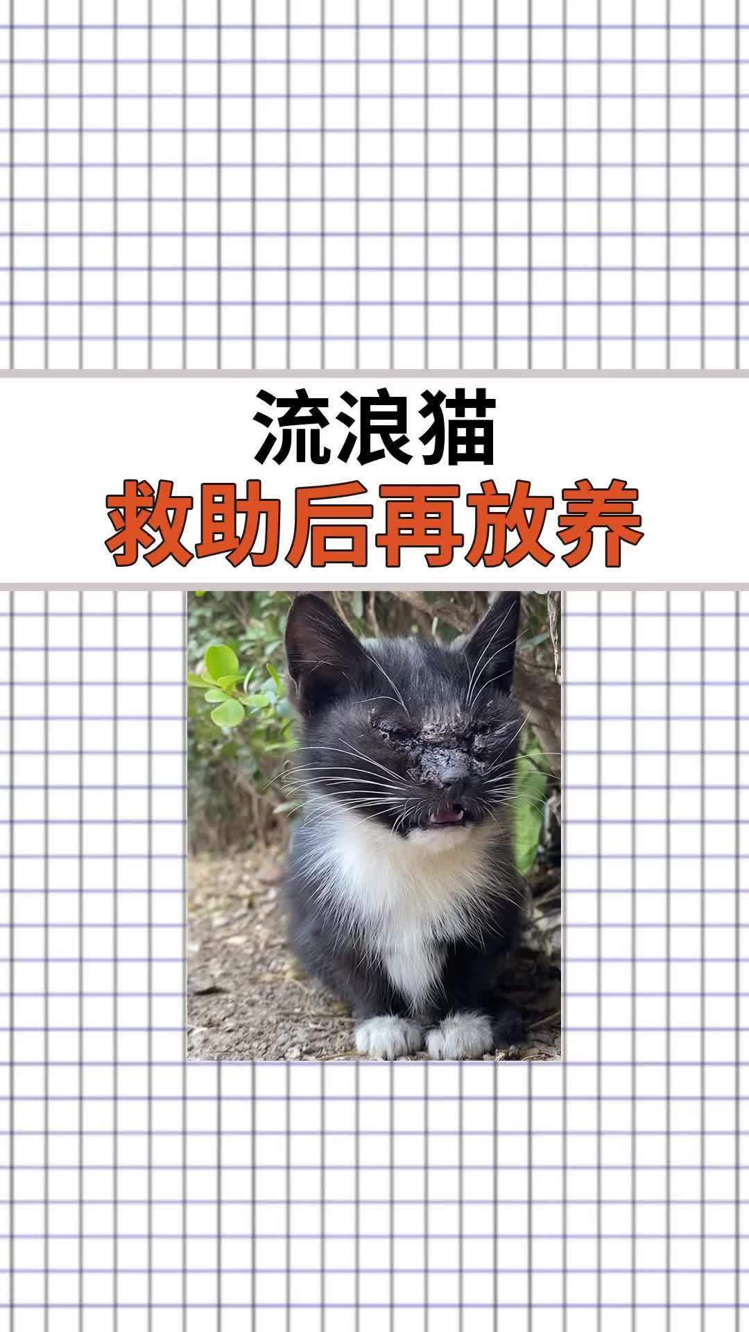 对于弱小的它们,我不会选择视而不见,我会尽...