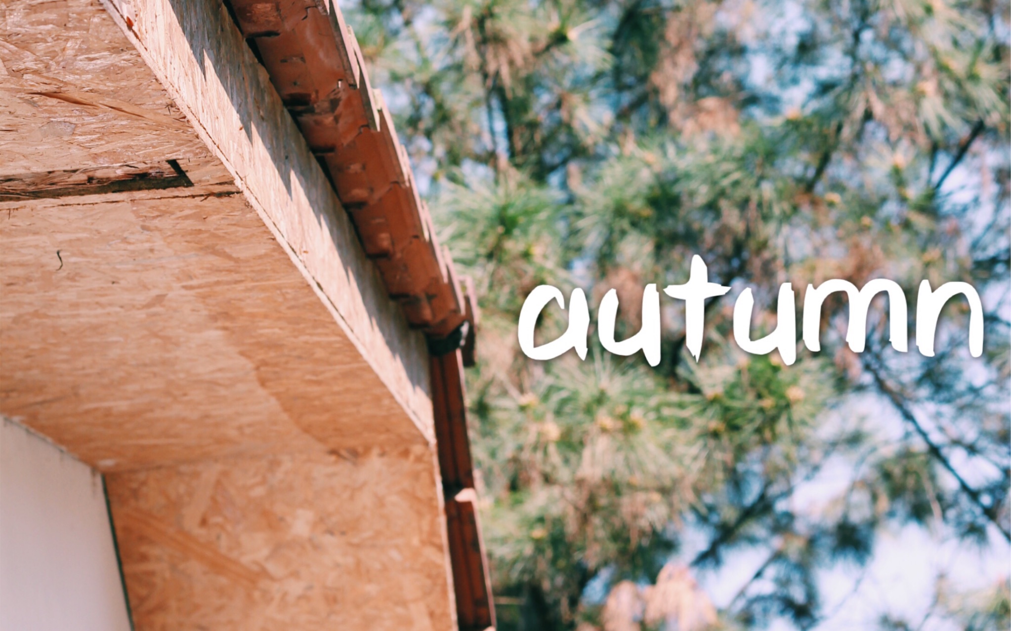 【摄影集】藏在森林里的小木屋