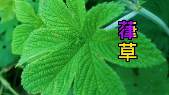 河南这草满“山”遍野都是,却一时想不起,这葎草的功效来,