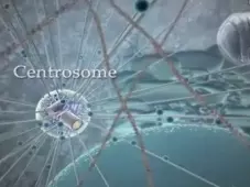 白细胞内部的活动