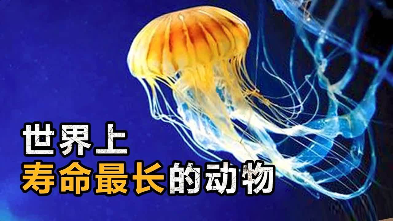 世界上十大寿命最长的动物,人类只能排第九,第一竟然永生不死!