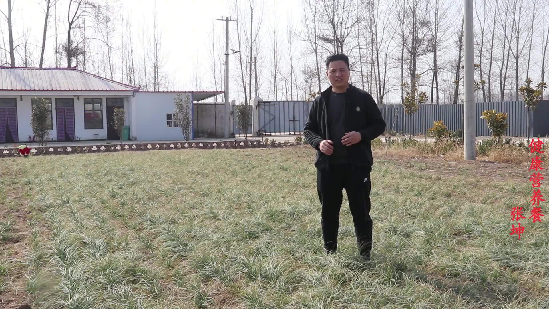 藏红花泡茶营养功效...