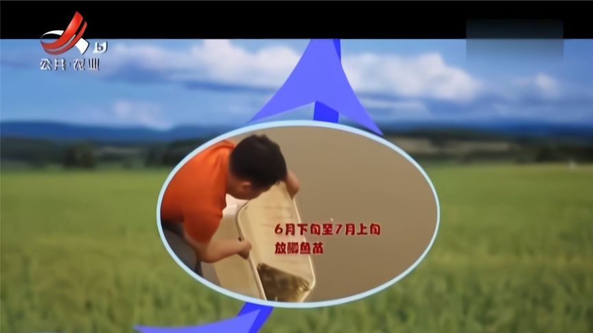 稻鳖鱼虾生态种养模式,具体有哪些环节?小龙虾养殖要注意这几点