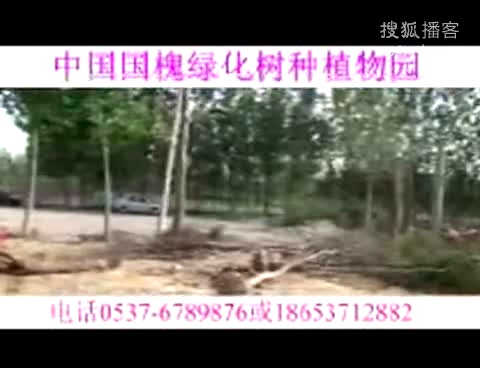 2011苗木价格绿化树木价格国槐报价法桐价格表