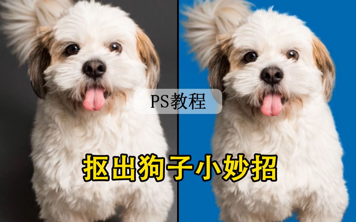 【PS教程】PS教你如何完美抠出毛发技巧