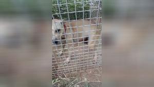 秒杀藏獒的比特犬,没想到放到铁笼也是惶恐不安!