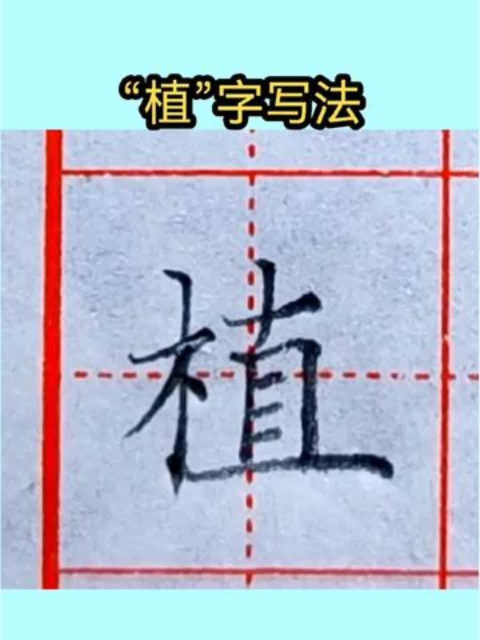 语文生字"植"字写法#练字技巧 #硬笔书法的书写技巧 #每日一字 #书法...