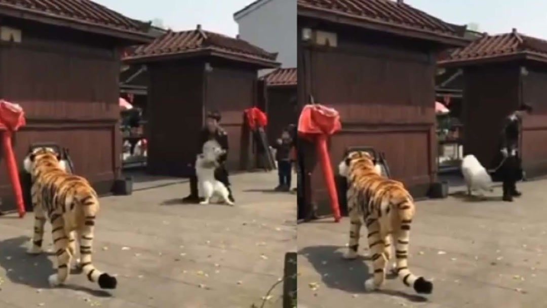 狗狗遇老虎模型秒怂 惊慌失措笑翻网友
