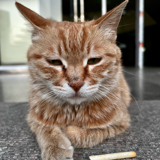 某著名打龟大师 