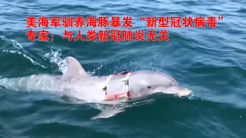 美海军驯养海豚暴发"新型冠状病毒",专家:与人类新冠肺炎无关