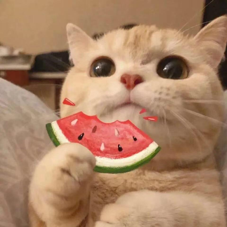 学习猫猫不怕困难 