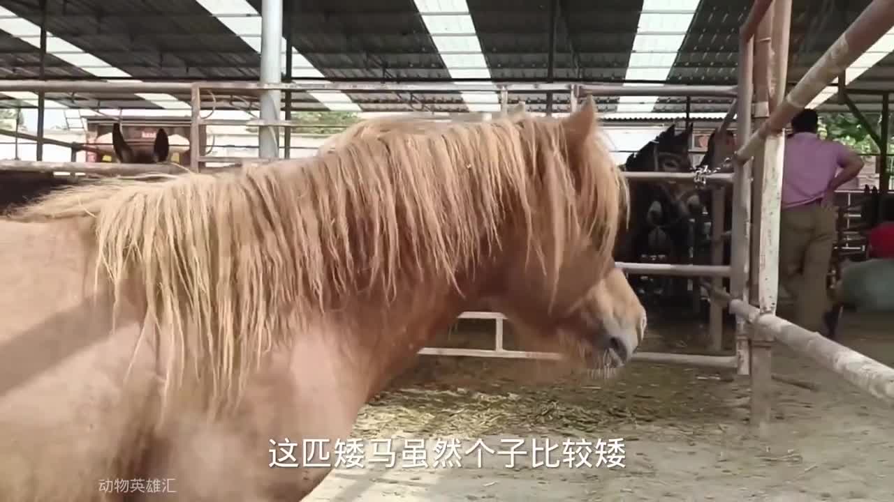 马儿配种全过程,矮马喜欢身材高大的白马,对方根本不同意