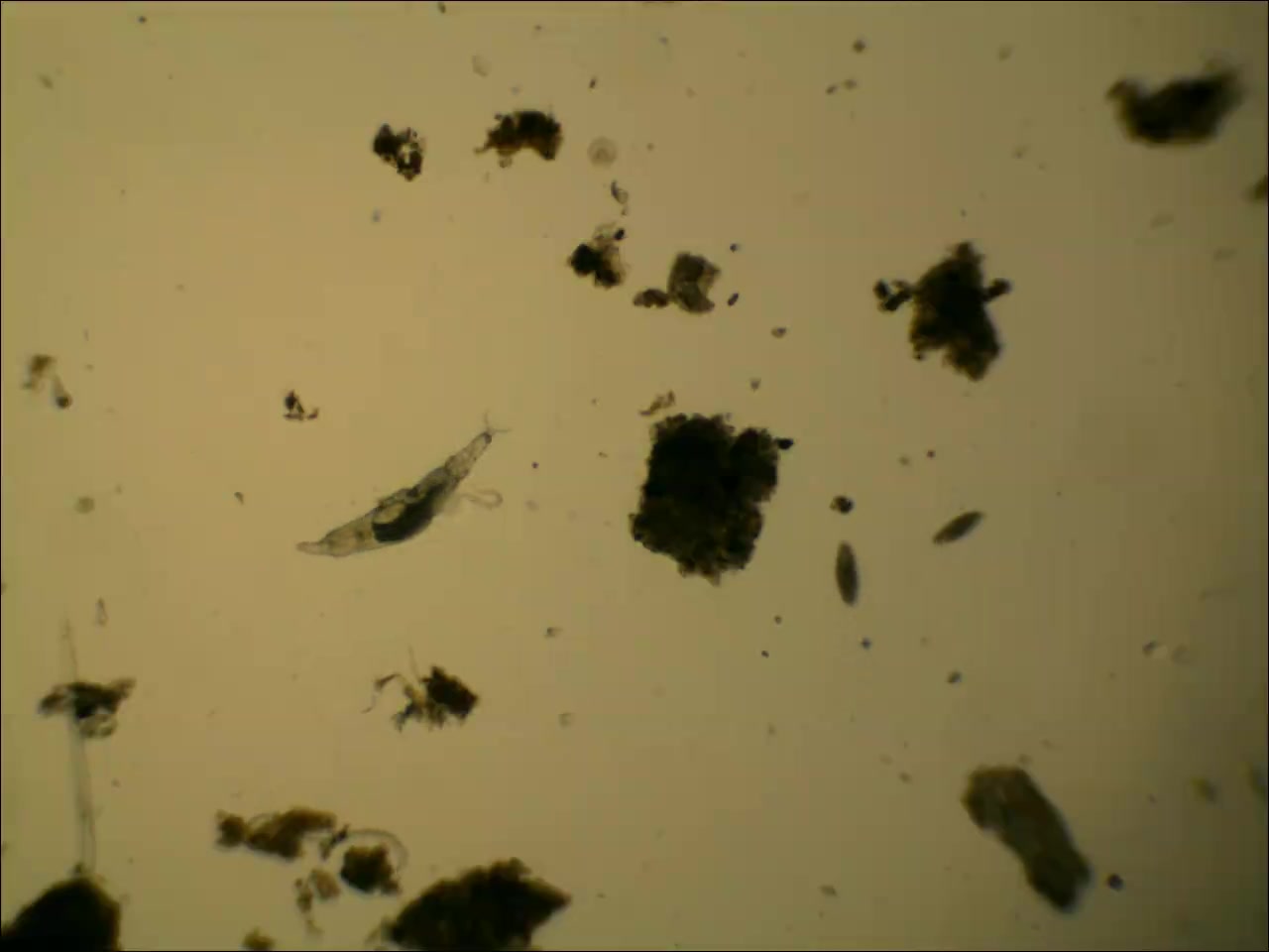载玻片逐渐干涸,原生虫们活动速度变慢