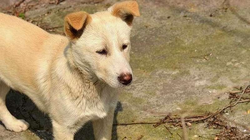 这群狗狗在撕咬什么啊?好可怕!