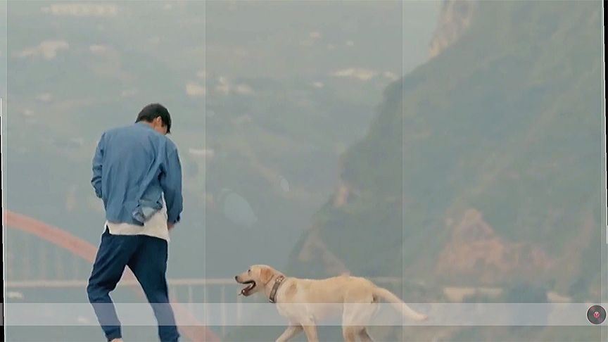 搜救犬被人打成重伤,历经磨难终于找到主人