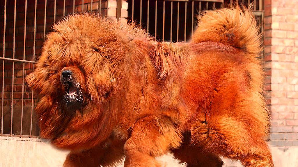 藏獒攻击过路男子,男子掏出这个动物后,藏獒瞬间怂了!