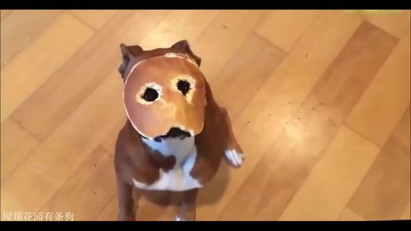 搞笑视频锦集2019_动物界的模仿天才_4