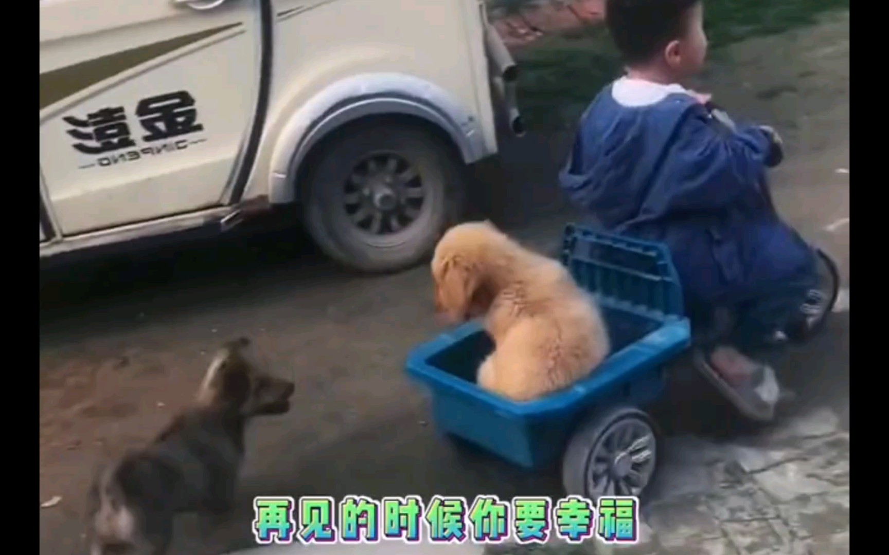 燕子,没有你我可怎么活呀,燕子