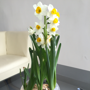 侧耳倾听如梦临 