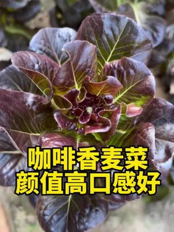 咖啡香麦菜,颜值高,口感好,而且从来不着虫,非常适合夏季种植 咖啡香