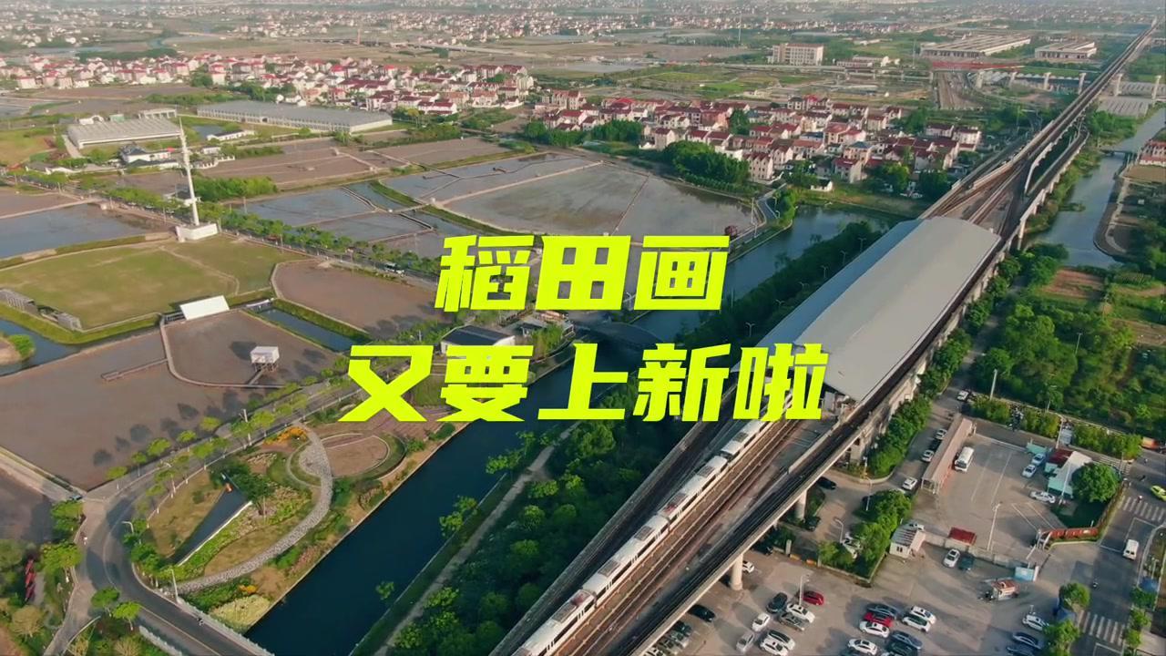 浦东网红稻田画,又要上新了!连续四年田地作画,今年会是什么图案?