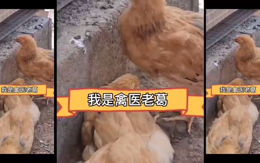 鸡呼吸道用什么药最好 降温如何做好鸡只呼吸道保健?鸡呼吸道病是...