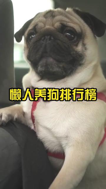 懒人养狗排行榜萌宠狗狗笨蛋小狗宠物知识