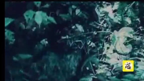 中国有座死亡之谷 人畜进去后离奇失踪 科学至今解释不清