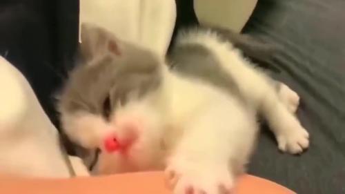 狸花猫这么撒娇就犯规了噢