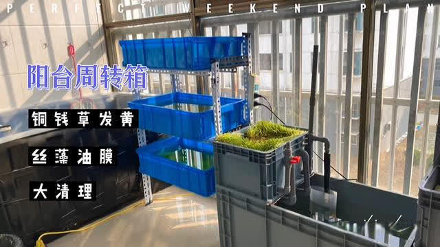 整个冬天没有打理的周转箱,油膜和各种藻类丛生,小鱼还可以存活